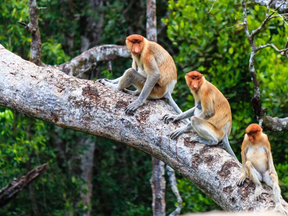 The Magnificent Five: The Wildlife Wonders of Sabah | Wildlife Tours ...