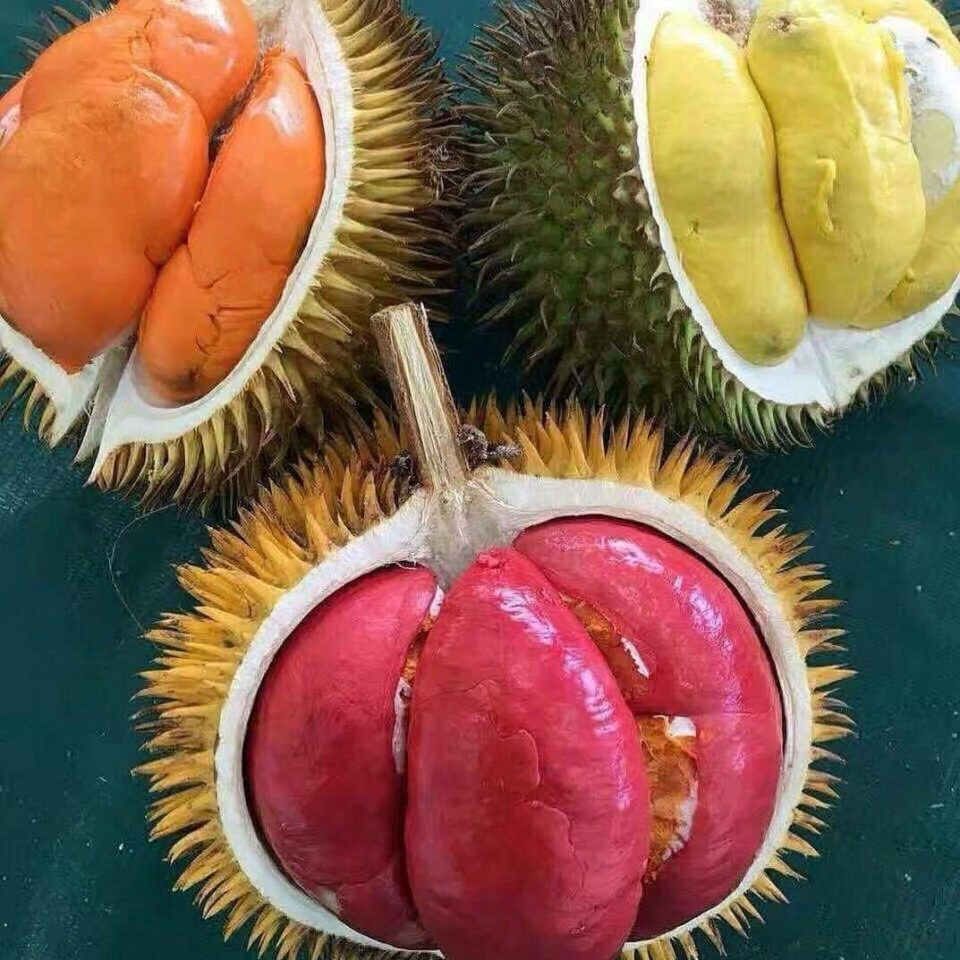 Fruits not to be missed when in Borneo | Wildlife Tours - Outback ...