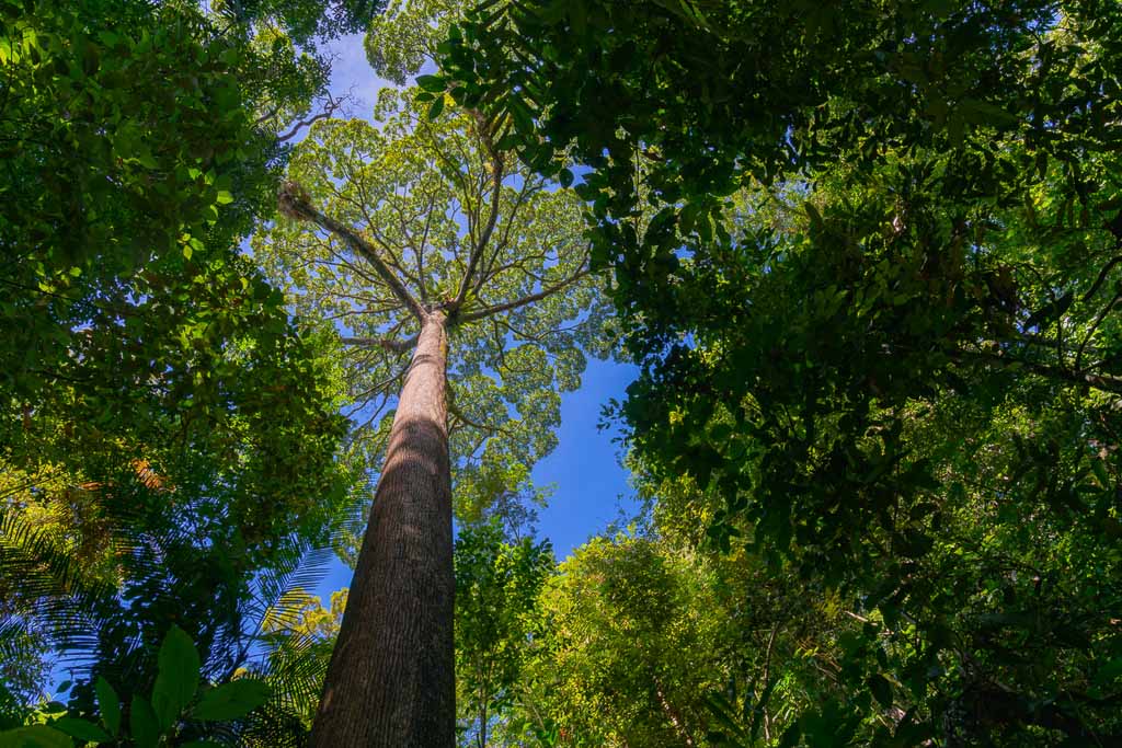 4D3N Danum Valley Tallest Meranti Tree | Wildlife Tours - Outback ...