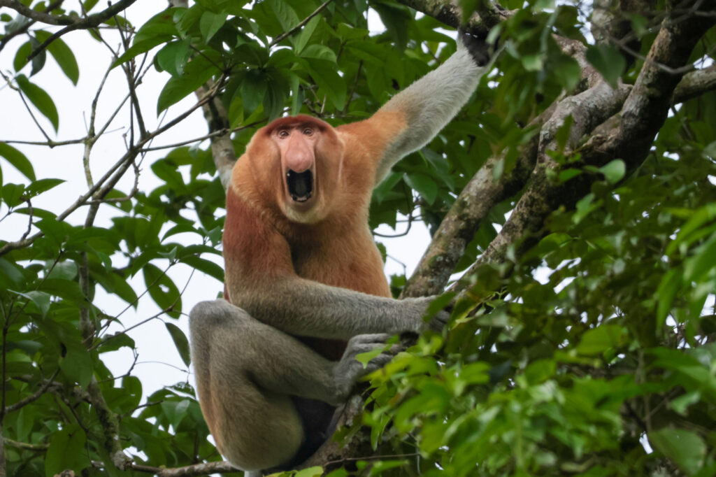 About Borneo | Wildlife Tours - Outback Venture Sdn Bhd